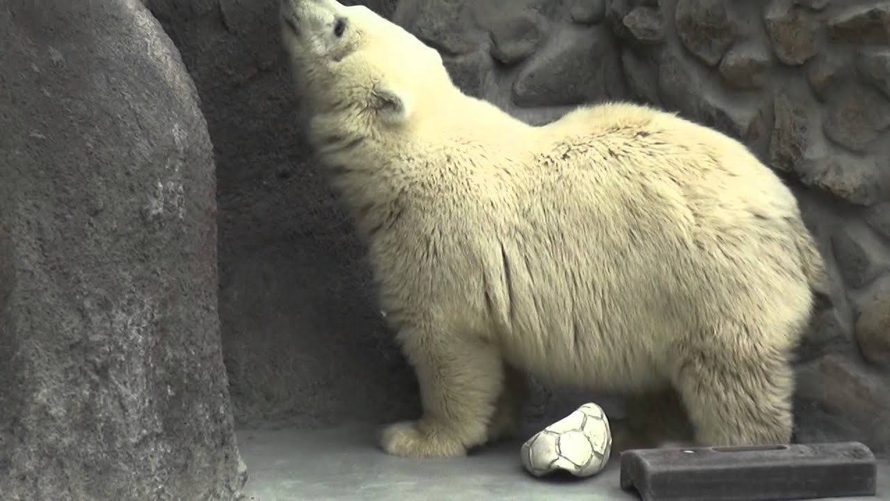 Balu, the orphaned polar bear cub, plays with a toy, at Izhevsk Zoo ...