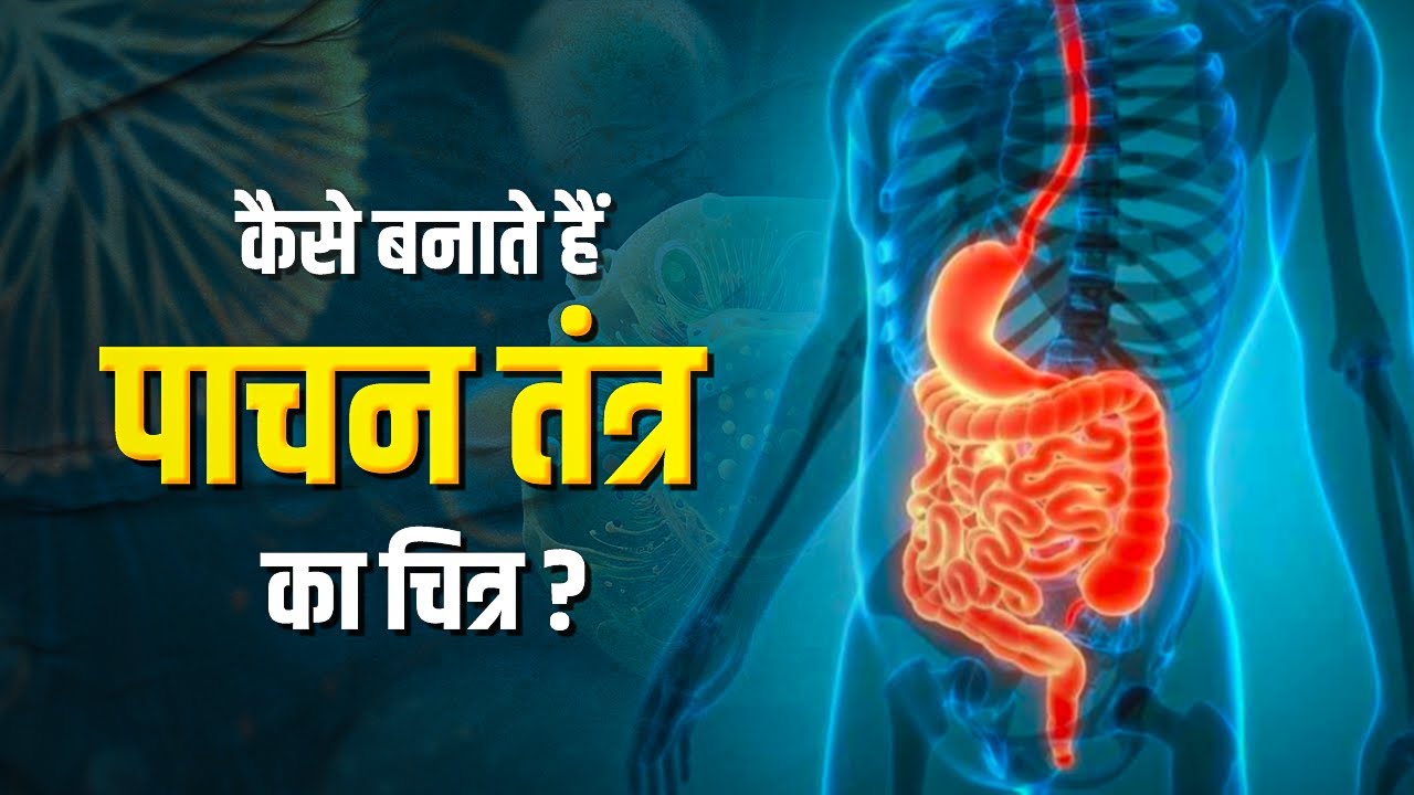 Digestive System Diagram: 👧Pachan Tantra Ka Chitra Kaise Banate Hain ...