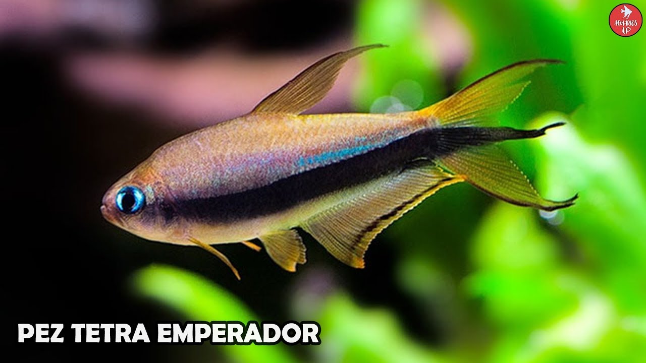 Pez TETRA EMPERADOR | Cuidados y Alimentación | Nematobrycon palmeri ...
