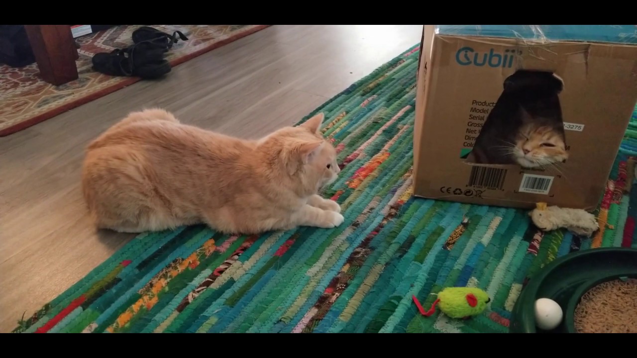 Cats Fighting Over Box - YouTube