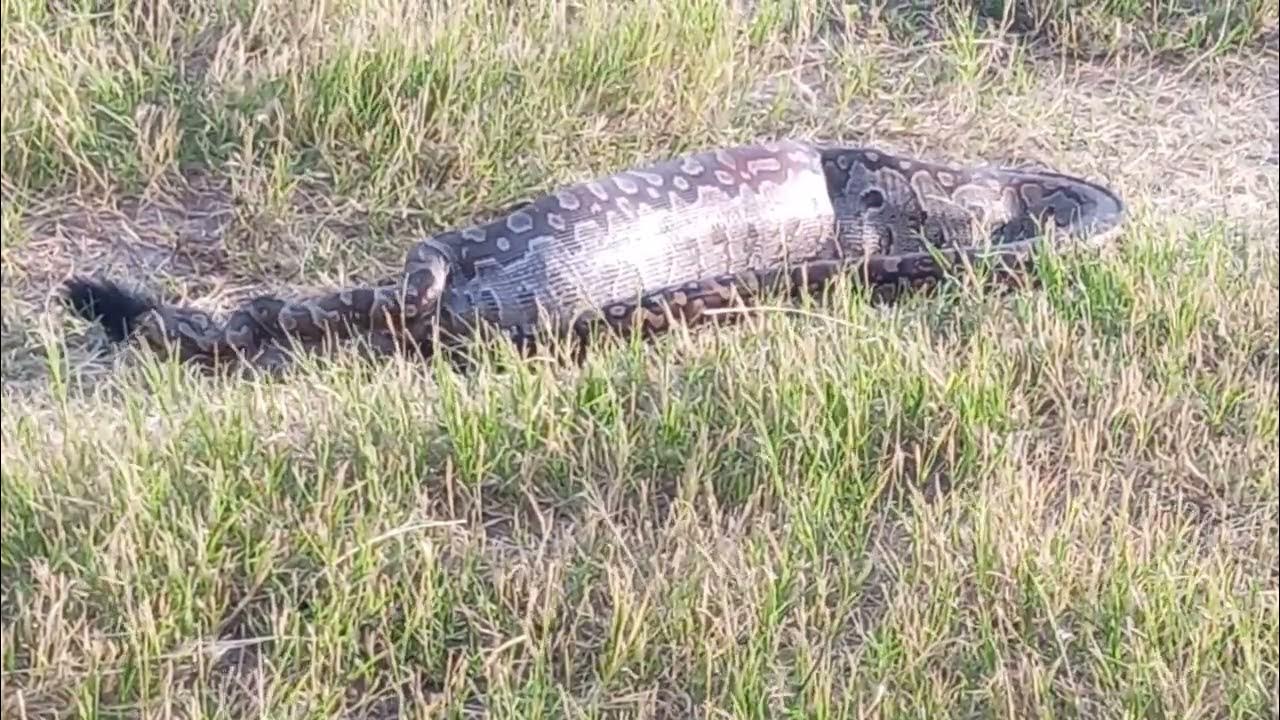 phyton killing a springhare by constriction and swallow. - YouTube