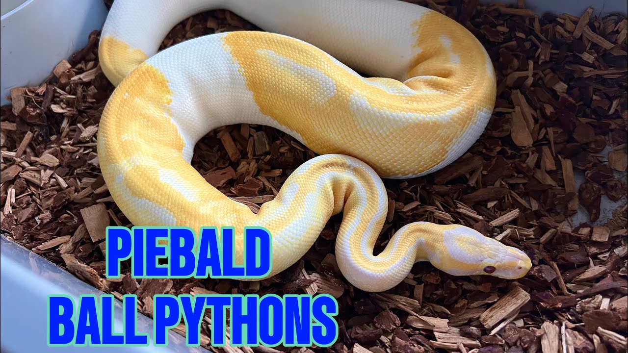 DONT SLEEP ON PIEBALD BALL PYTHONS - YouTube