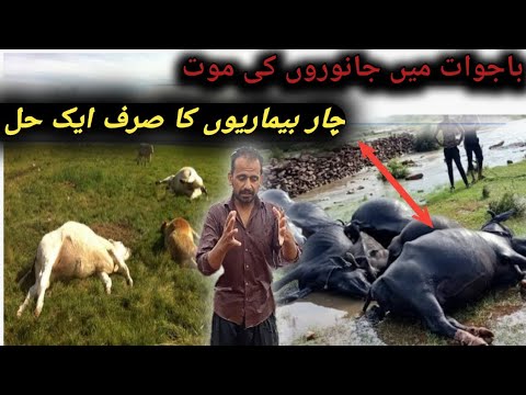 4 dicess and only 1 solution||bajwat main janwaron ki moth# - YouTube
