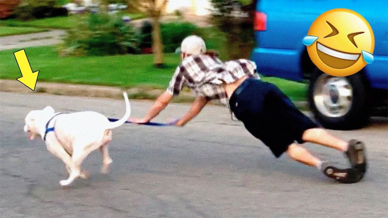 Funny & Comedy Videos 😺😍 New Funny and Fail Videos 😂 Try Not To Laugh ...