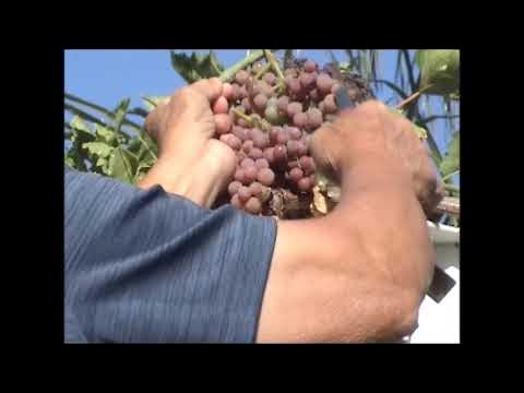 Grapes in our backyard Rod R @rodr6897 - YouTube