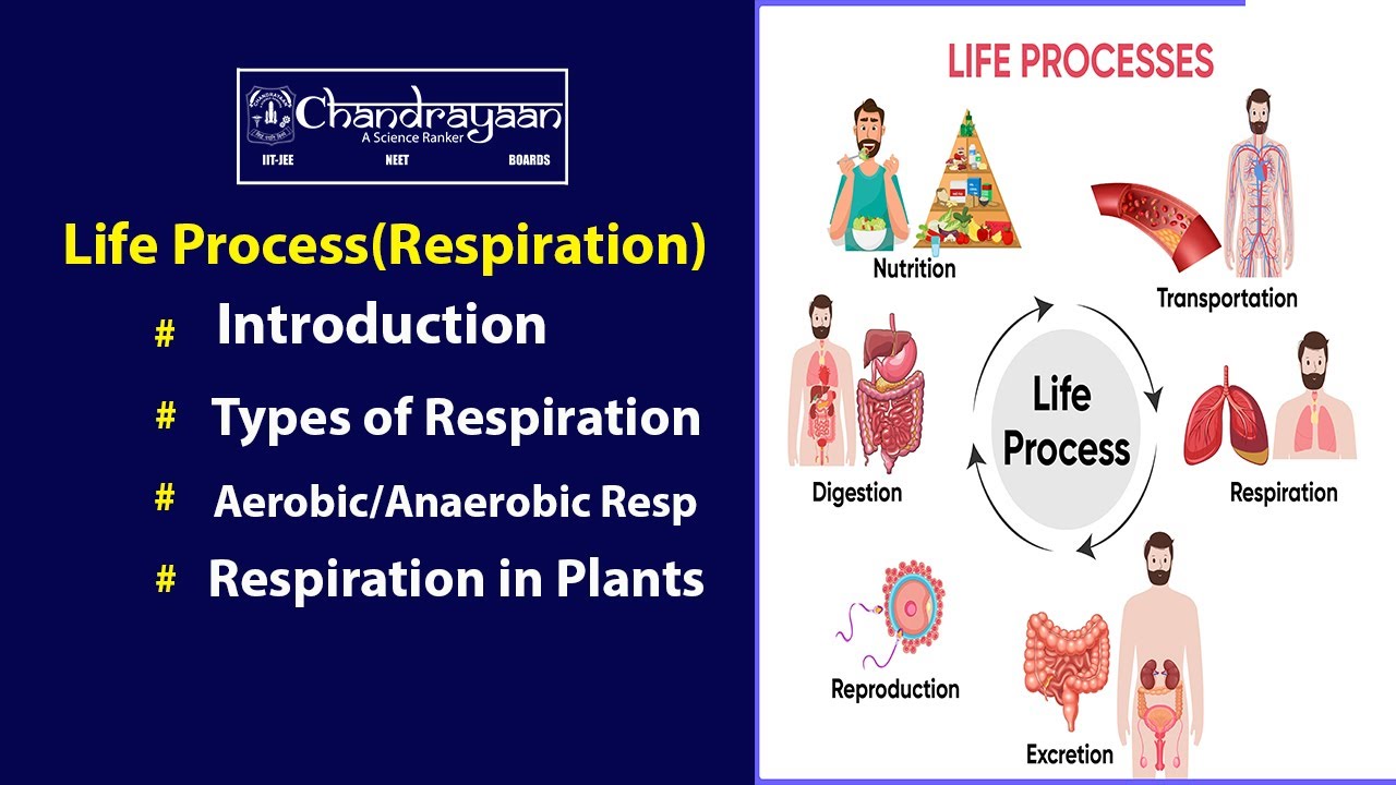 Life Process (Respiration) - YouTube