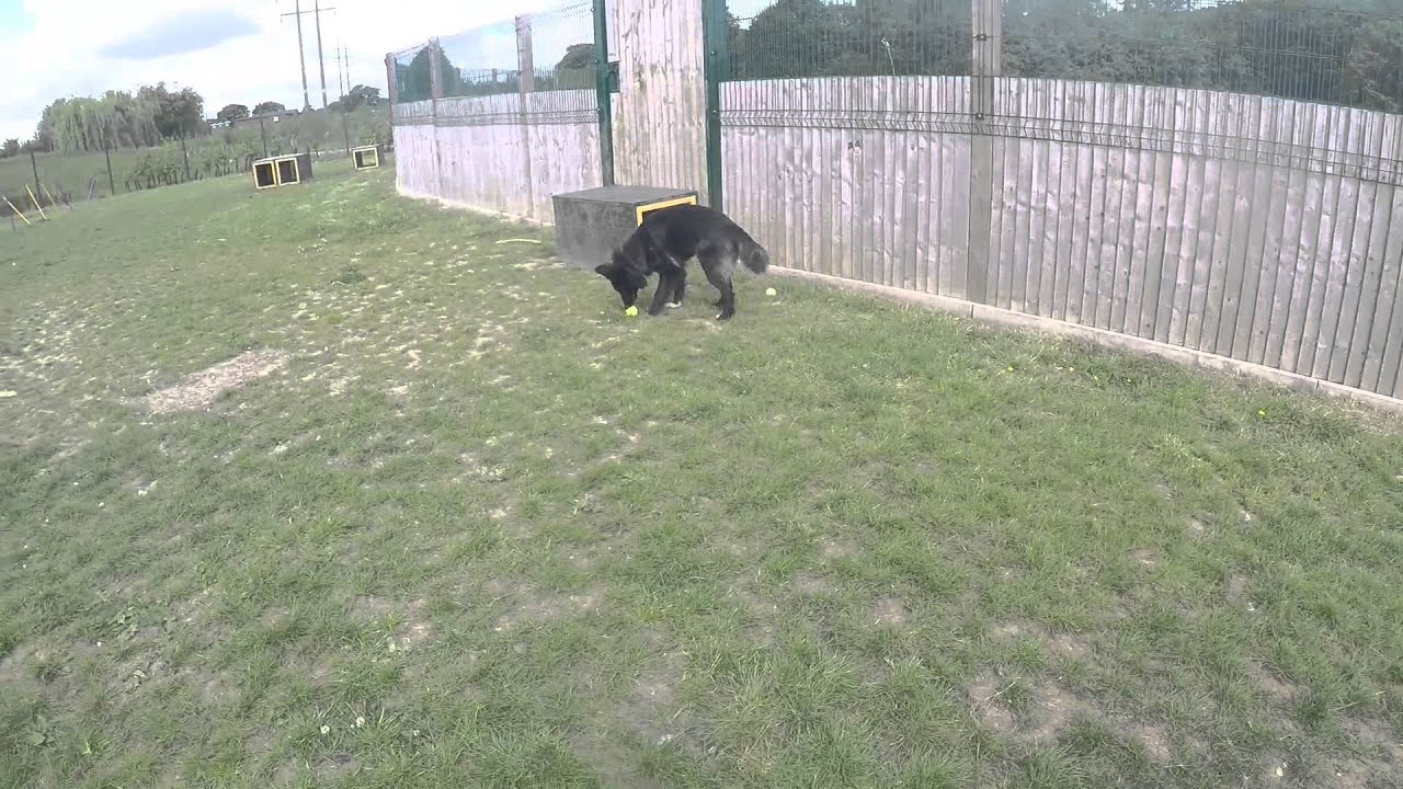 Dogs Trust Basildon: Hailey - YouTube