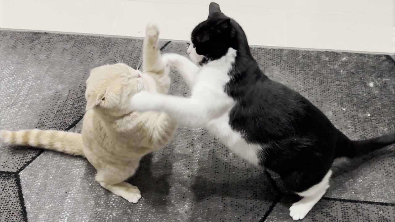 Kitten Vs Older Cat || When Kitten Energy and Age Clash - YouTube