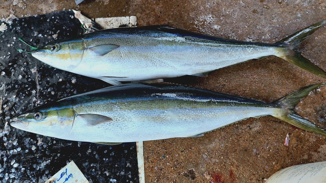 2 HUGE Rainbow Runner Fish Cutting | Fresh Fish Cutting Skill - YouTube