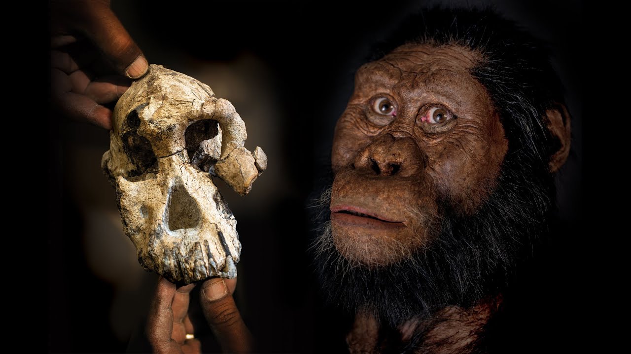 Australopithecus Afarensis Lucy