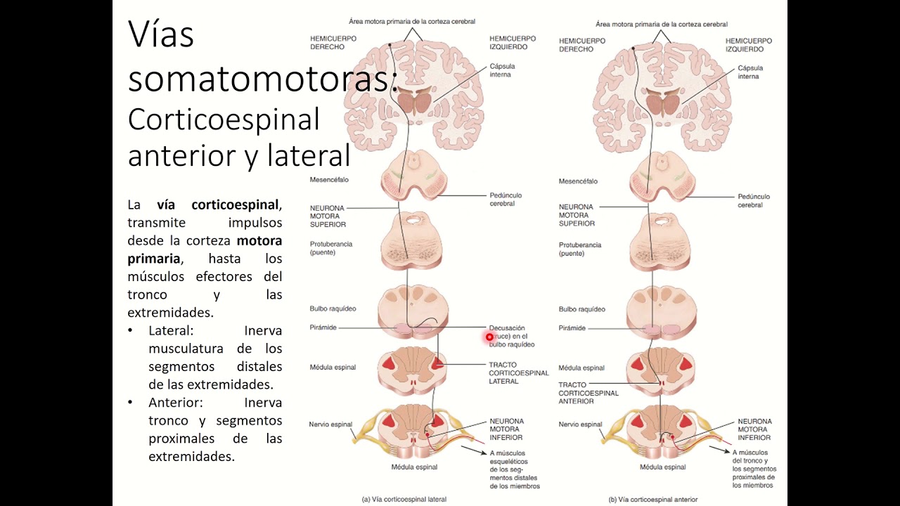 Vía Somatomotora: Corticoespinal - YouTube
