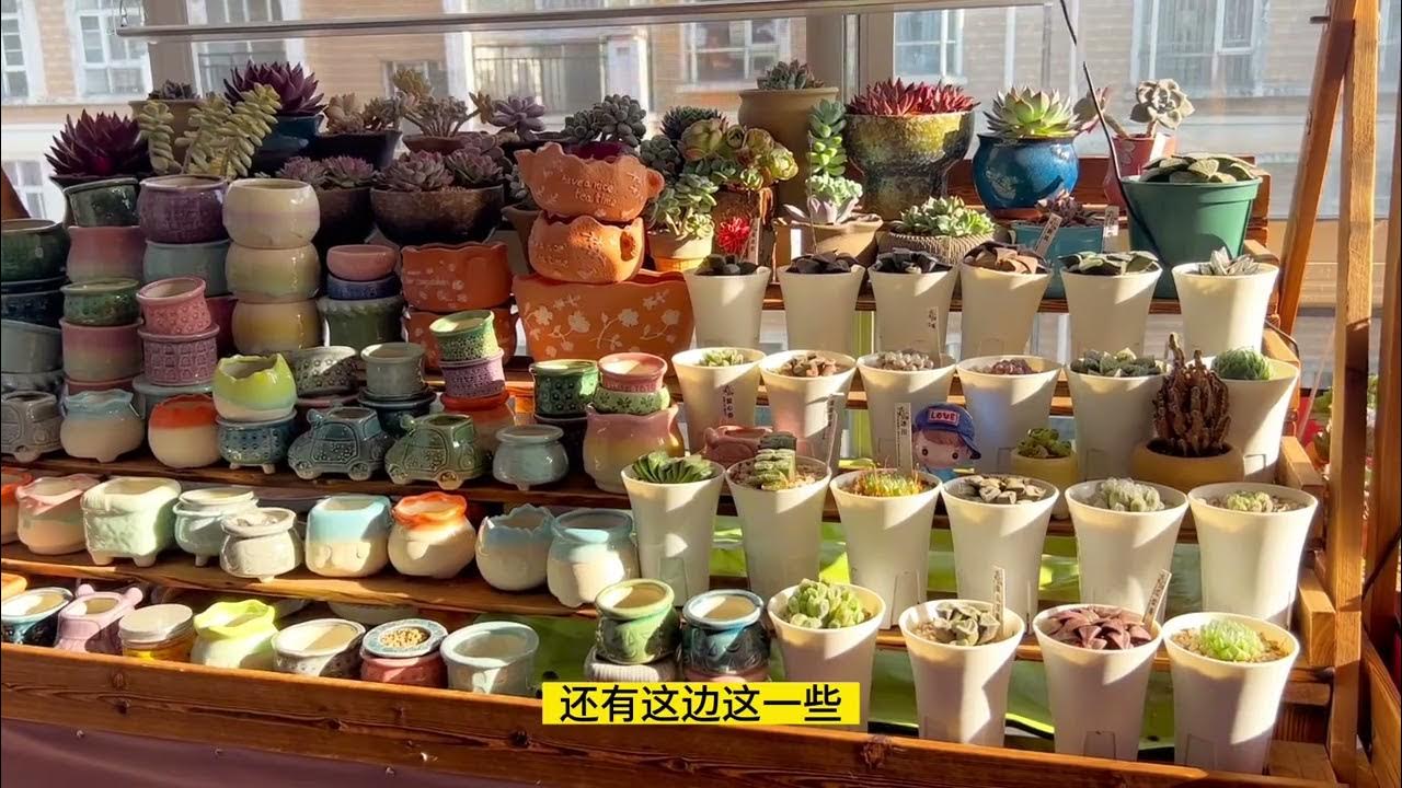 在闷热的夏天里，突然感觉伺候多肉也很不容易，有点乏有同感不 Youtube