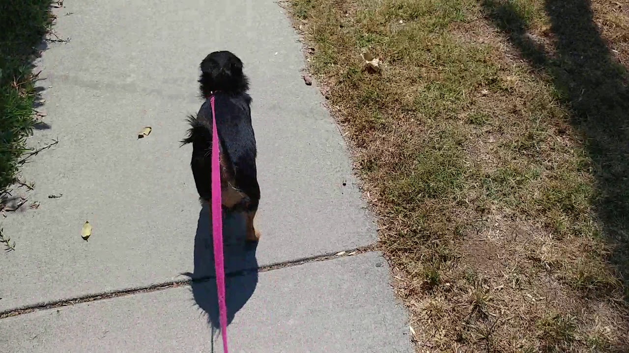Walking the dog for exercise 👍 - YouTube