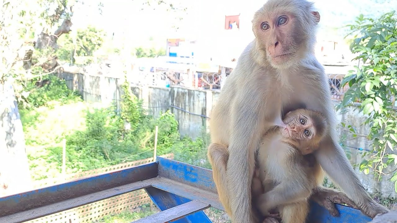 Baby bandar playing with Monkey Video #monkeyvideo #bandar # ...