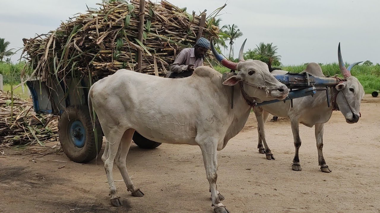 Bullockcart loading video| small size Bullock training videos | cow ...