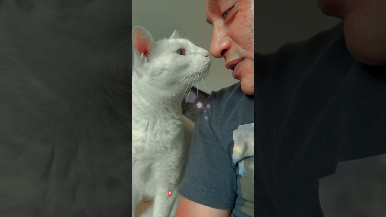 Cat Zone #cute #cat #pet #happyanimals - YouTube