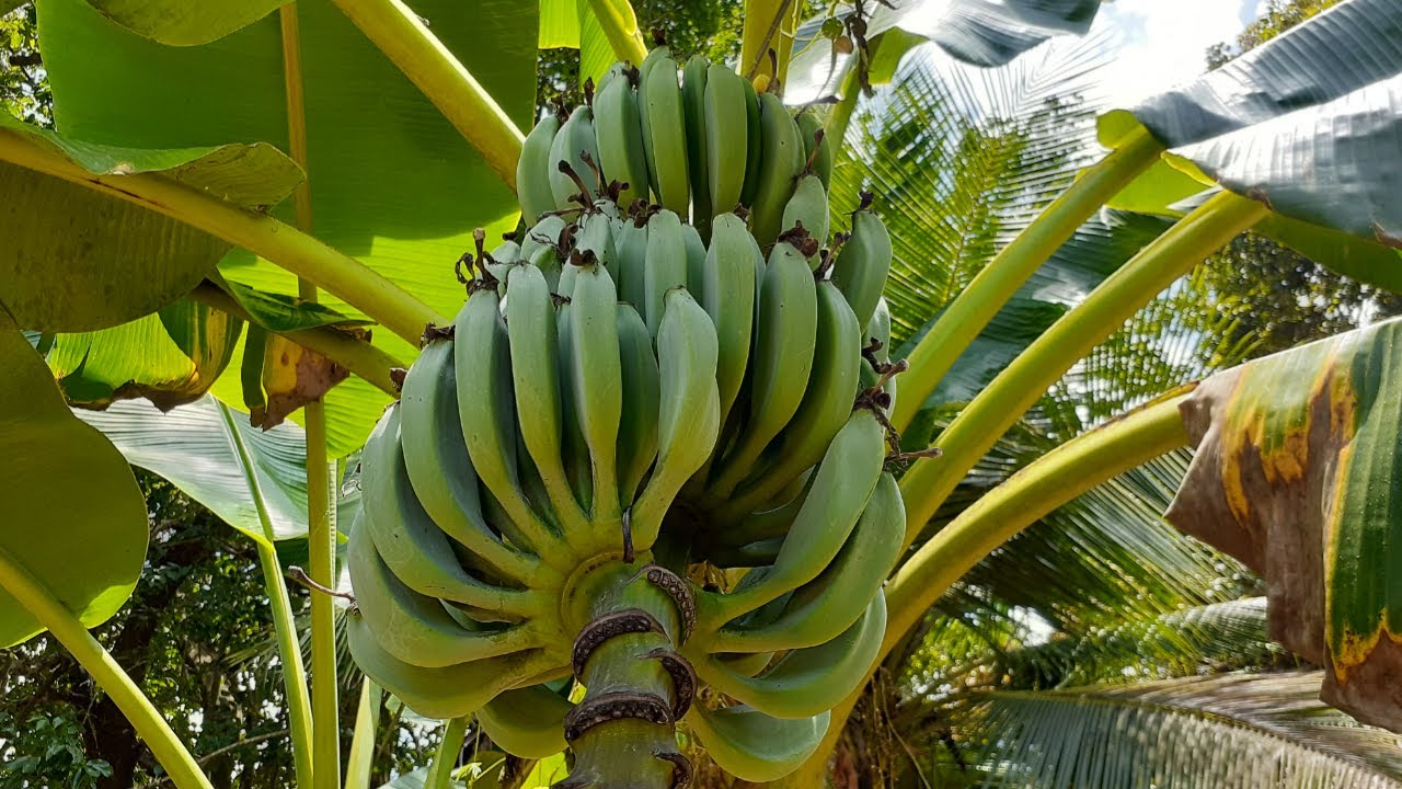 Ash Plantain Curry | Traditional Village - YouTube
