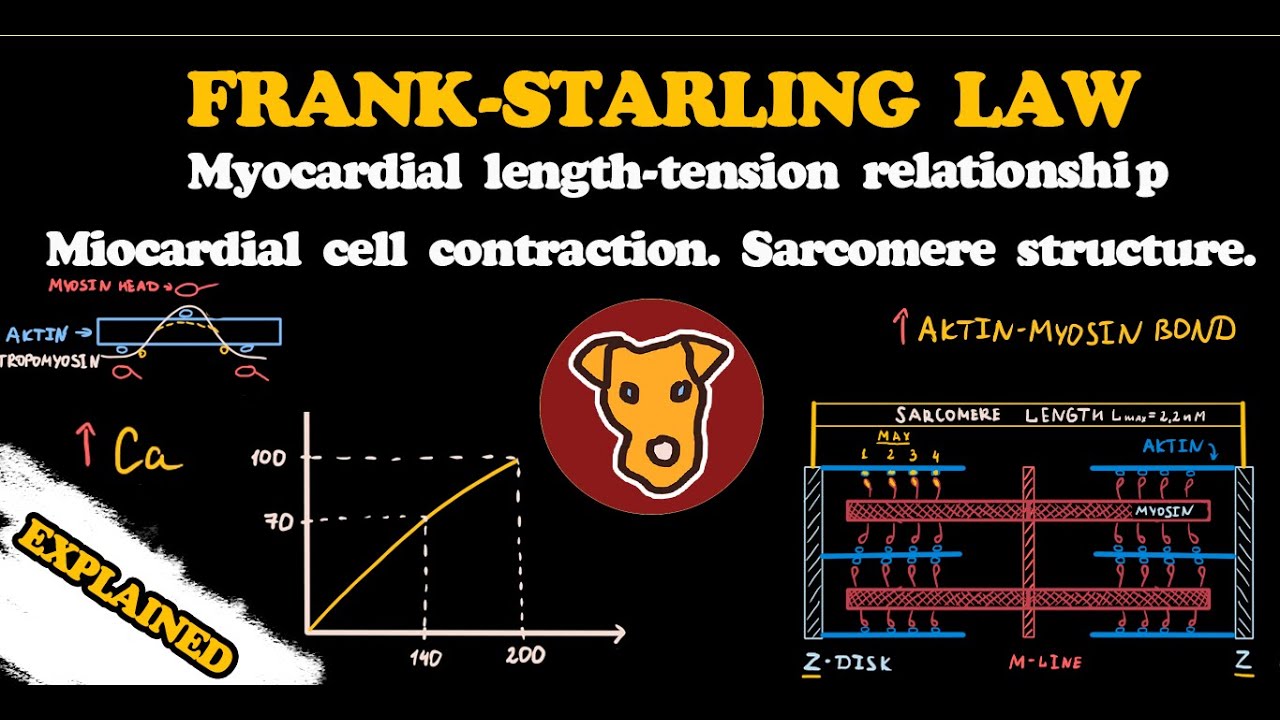 FRANK-STARLING LAW. Myocardial length-tension relationship. Sarcomere ...