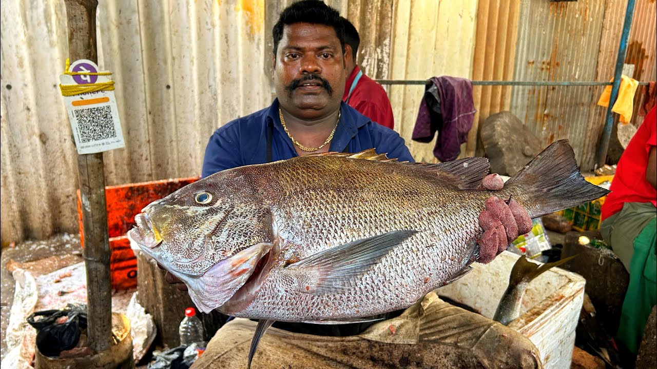 5KG KORALI FISH 🐟 KASIMEDU SPEED SELVAM AMAZING FISH CUTTING SKILLS # ...
