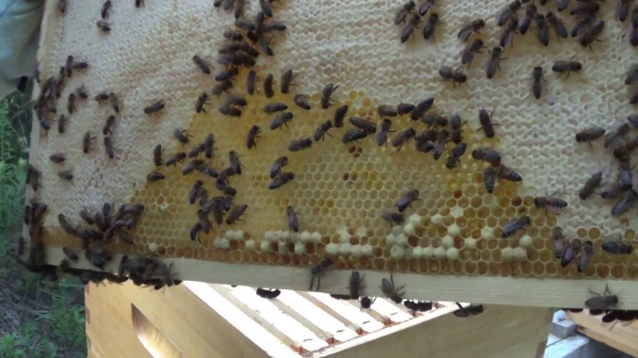 Beginner Bee Keeping One Hive Struggling Badly - YouTube