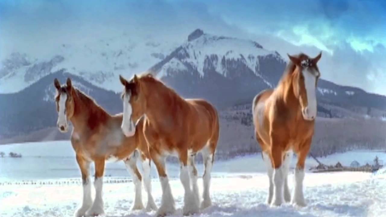 Zimske radosti & Snowball fight horses 🐎 - YouTube