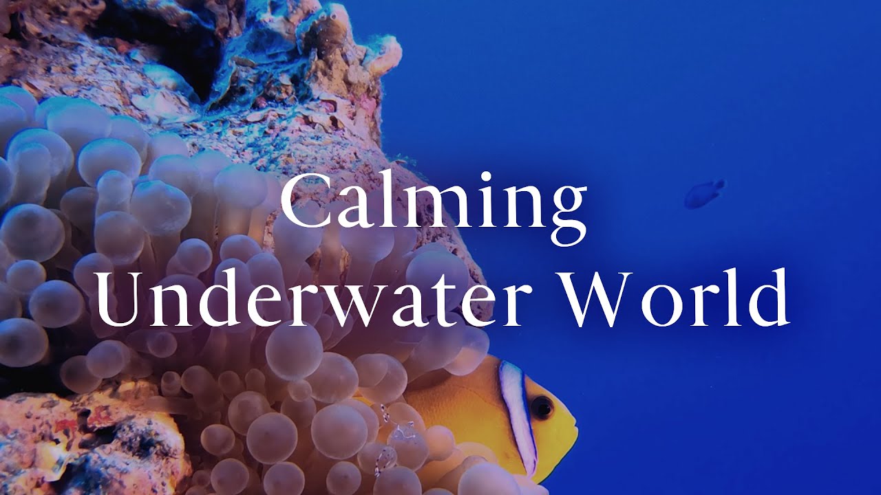 Underwater 🌊Ambience | For Deep Relaxing, Sleeping, Meditation☮️ - YouTube