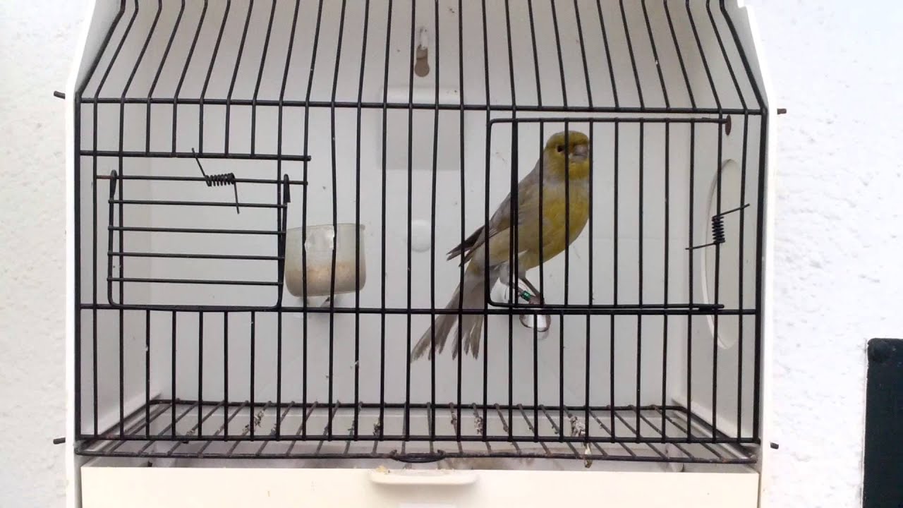 Alas Grises Verde Mosaico 2014 - YouTube