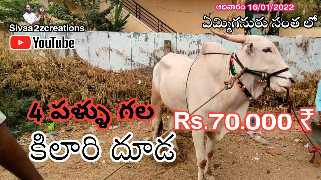 Super Racing Khilar Bulls Yemmiganur - YouTube