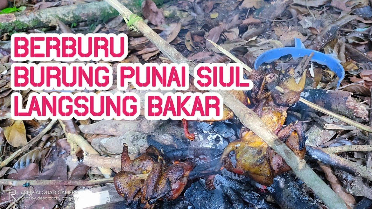 BERBURU BURUNG PUNAI SIUL // musim kayu babuluh berbuah, Poin langsung ...