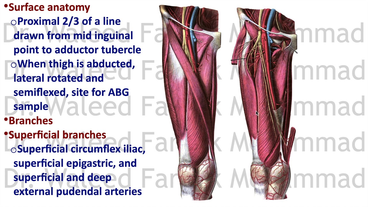 LL 5 Femoral triangle, Adductor canal - YouTube