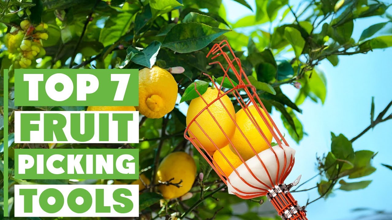Top 7 Best Fruit Picking Tools for Home Orchards - YouTube