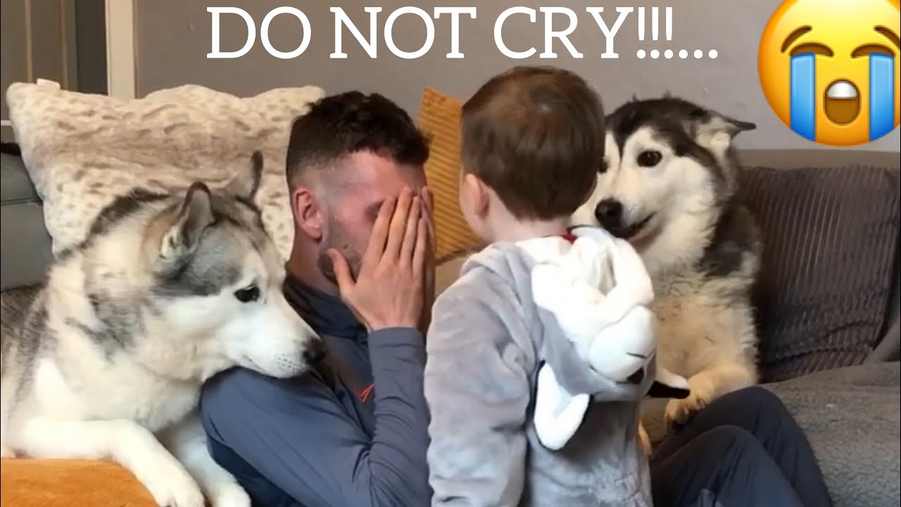 Husky & Baby Reaction To Me Being Sad! [PRANK] [WITH FUNNY CAPTIONS ...