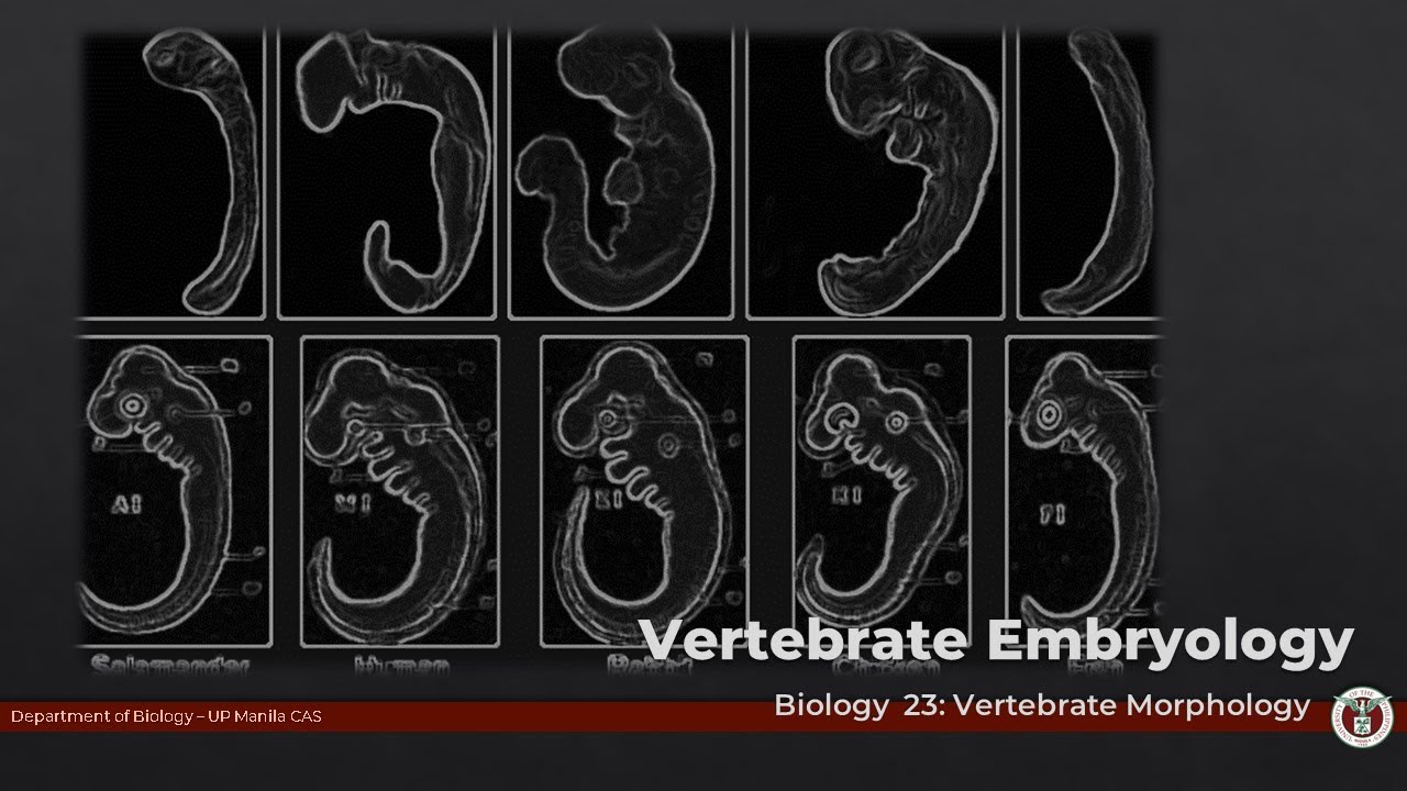 Bio 23 002.1 Embryology (Extra Embryonic Membranes) - YouTube