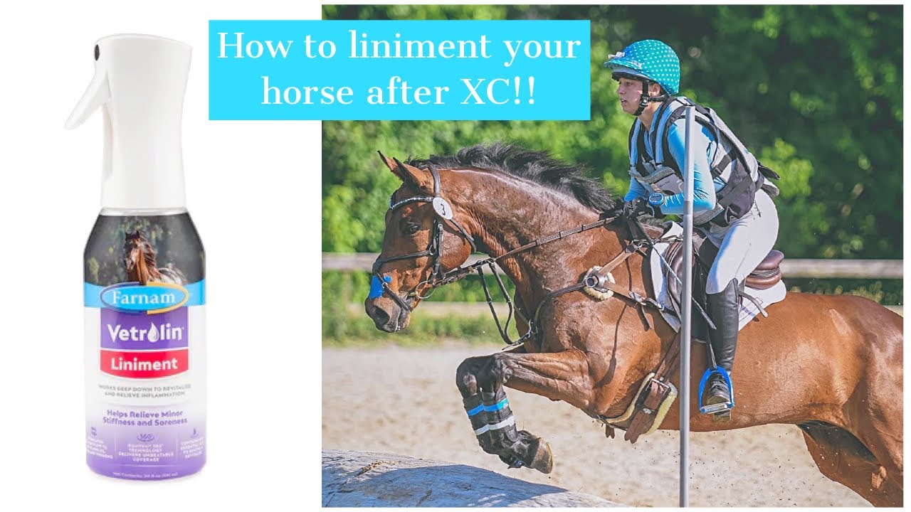 How to liniment your horse after cross country!! - YouTube