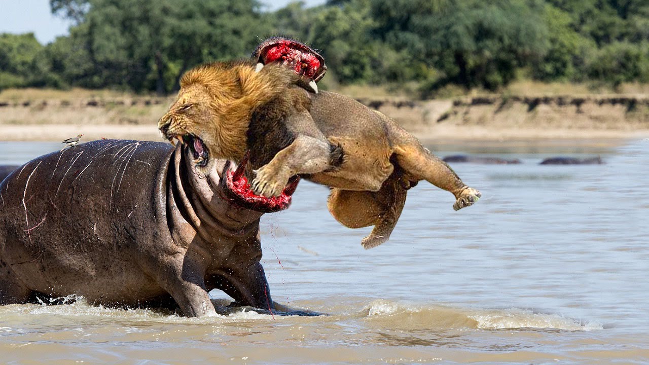 What happens when two kings confront? Lion Vs Hippo | Wild Animals ...
