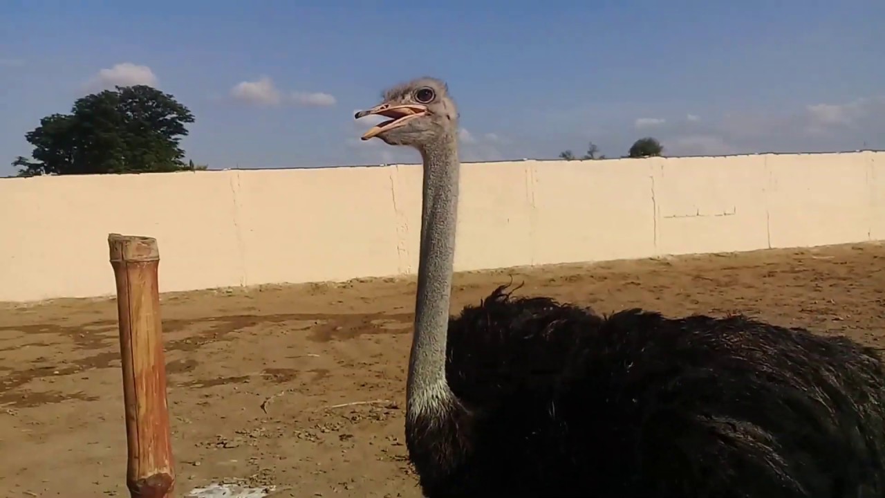 9 Foot Tall Ostrich in Pakistan| Ostrich Farm in Pakistan| Shutar Murgh ...