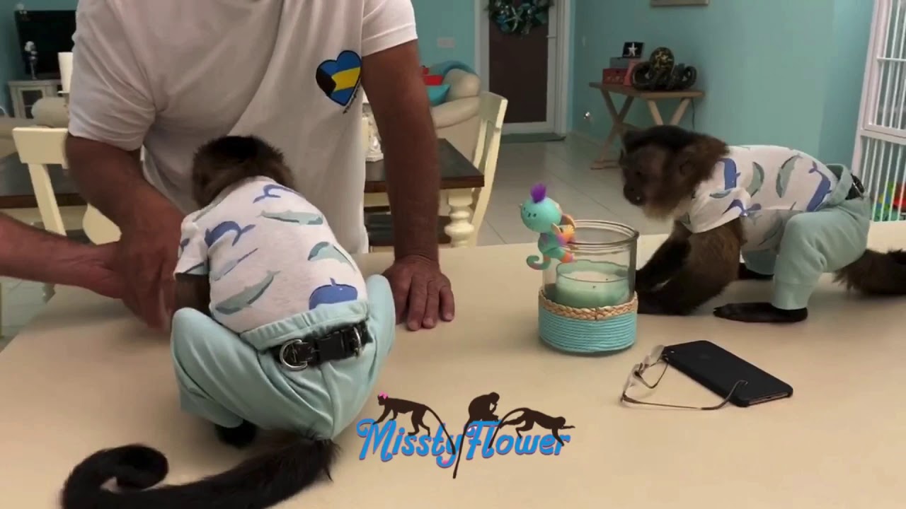 Living with monkeys ️ ️ ️ Toby tries to fix/break 😜 the microwave ...