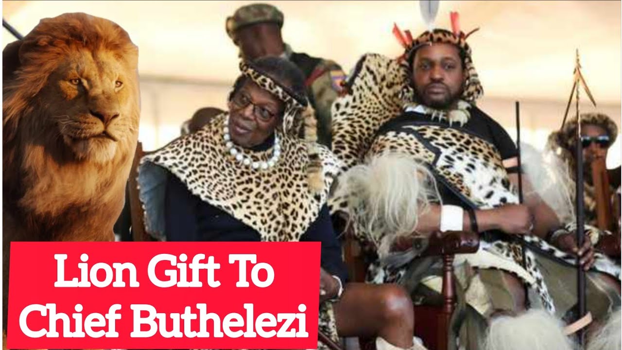 Watch Tears Of Joy By Chief Mangosuthu Buthelezi After A Lion Gift ...