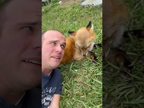 How to cuddle a red fox #redfox #foxlife #foxy