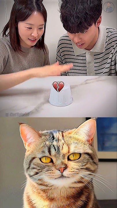 give this video title (warning answe) #cat #meme #dance #trending - YouTube