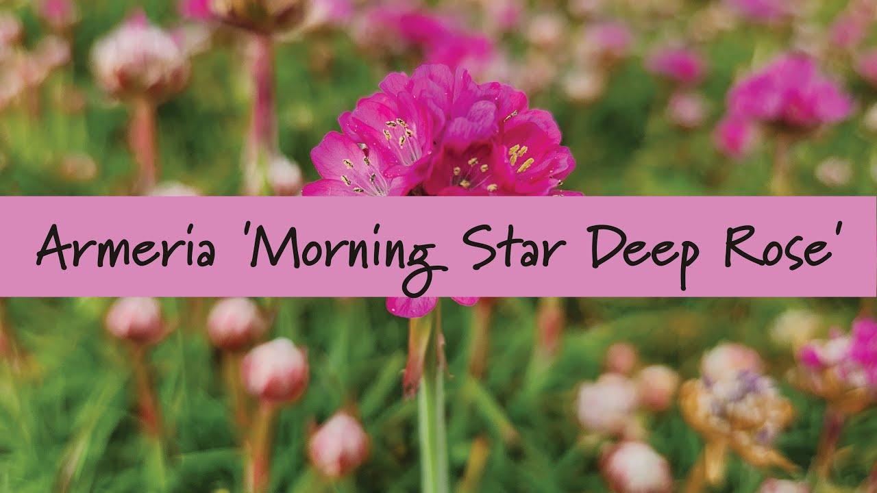 Armeria 'Morning Star Deep Rose' at Prides Corner Farms - YouTube