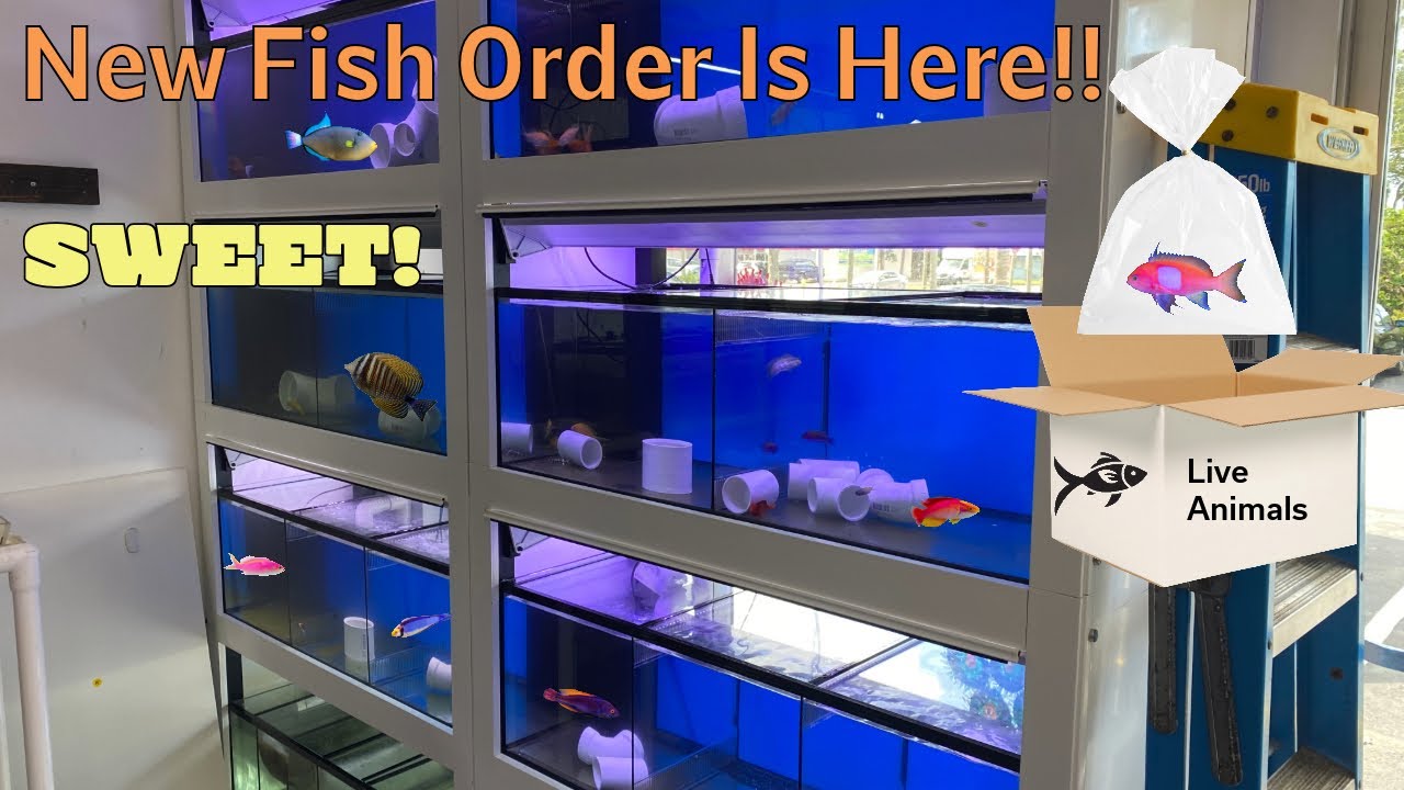 Saltwater Fish Order is in! - YouTube