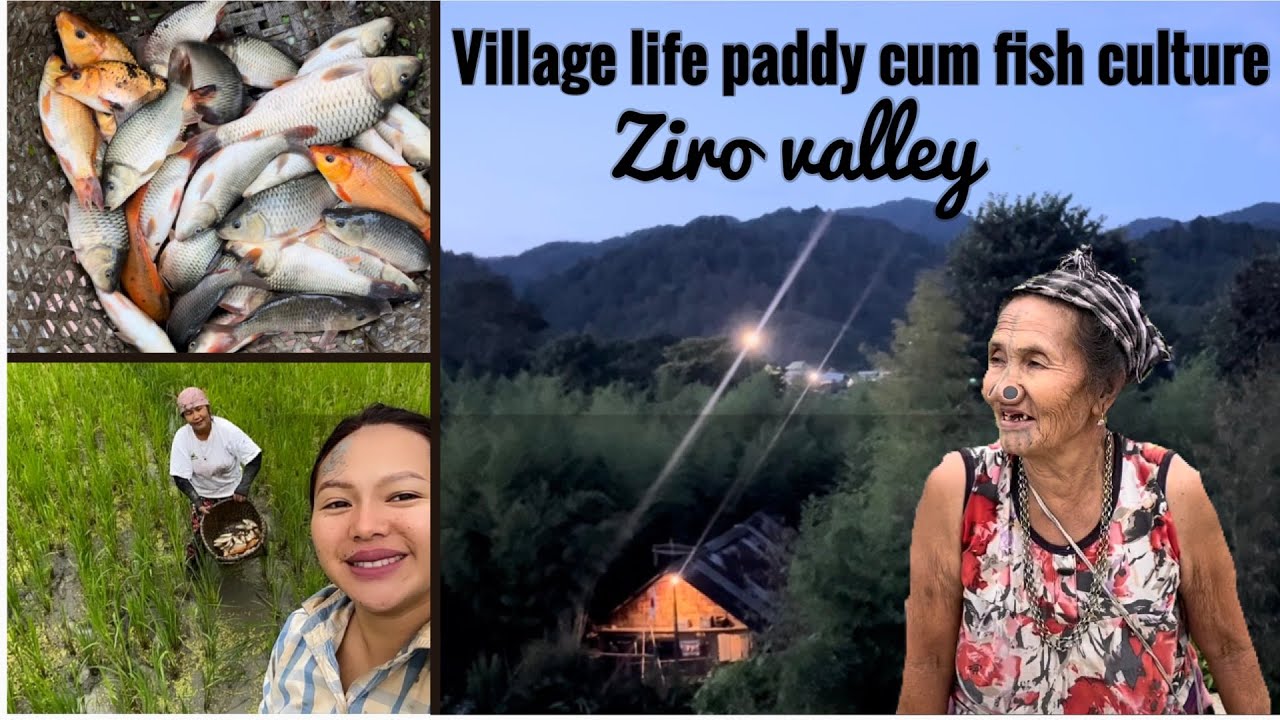 Village lifestyle, catching fish in paddy field. Ziro valley, Arunachal ...