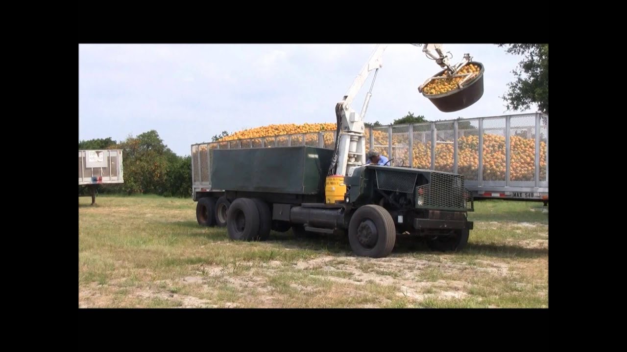 Citrus Loader - Model CL-3 - Petersen Industries - YouTube