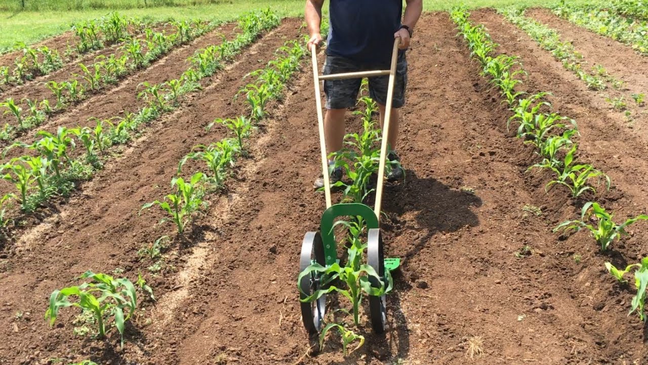 🌽 FERTILIZING AND HILLING SWEET CORN 🌾 HOSS HIGH ARCH WHEEL HOE 🌽 ...
