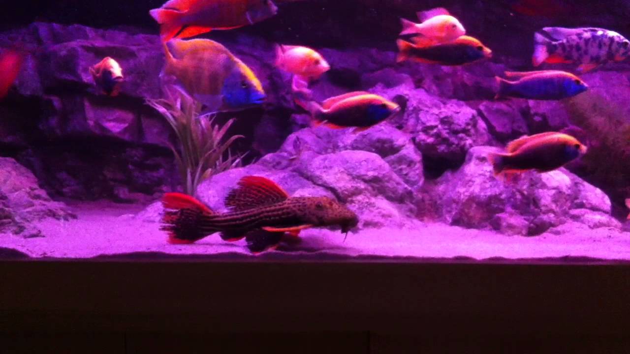 l25 pleco - YouTube