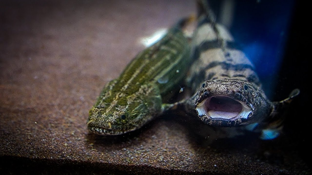 Bichir Update! - YouTube