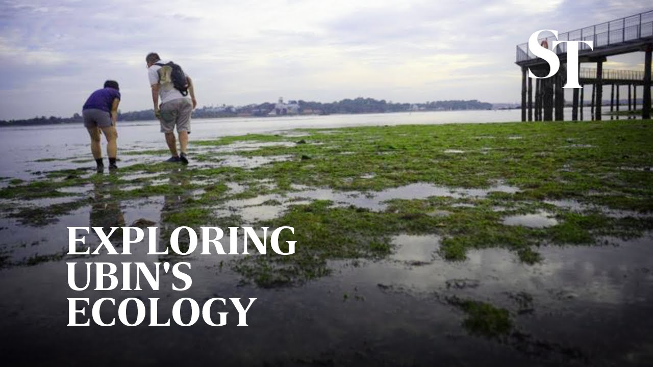 Exploring Pulau Ubin's ecology: More than just a place to escape to ...