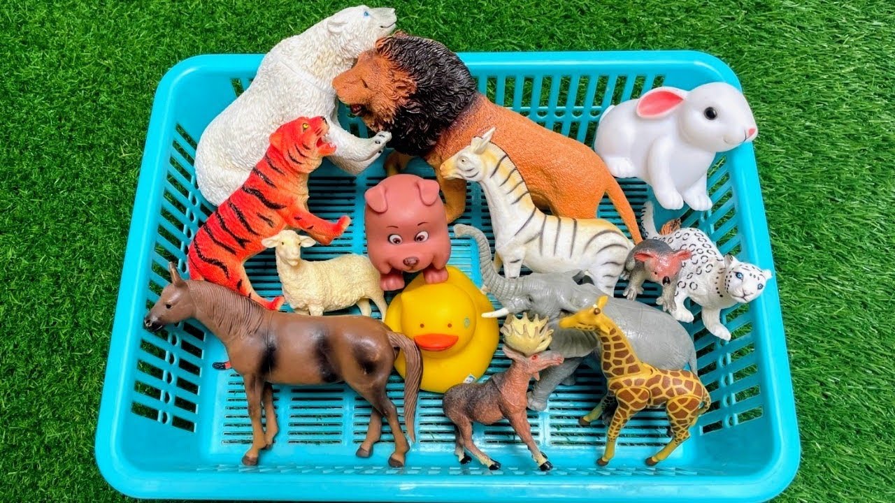 Safari Explorers: A Wild Journey to Discover Zoo Animal Names & Homes🐇🐹 ...