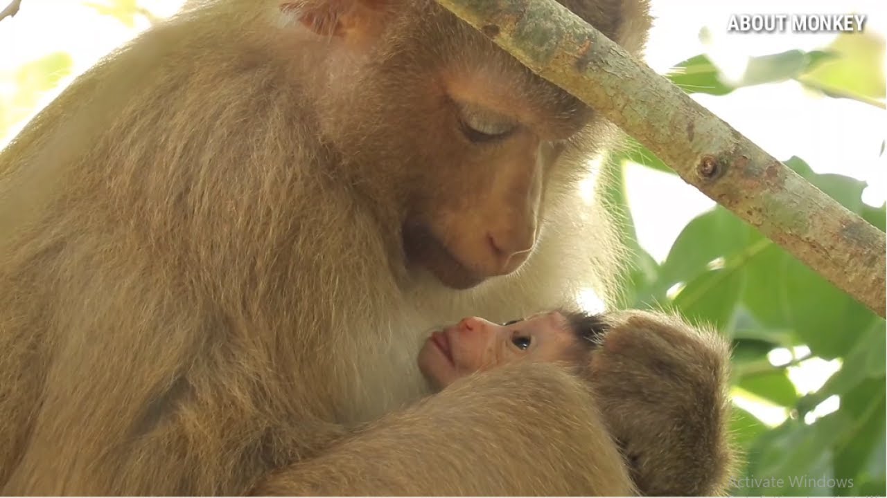 Young Mom Monkey Rose Really Love First New Baby Monkey Rex, She ...